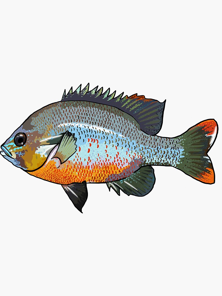 "Redbreast Sunfish" Sticker for Sale by annabeloutdoors | Redbubble