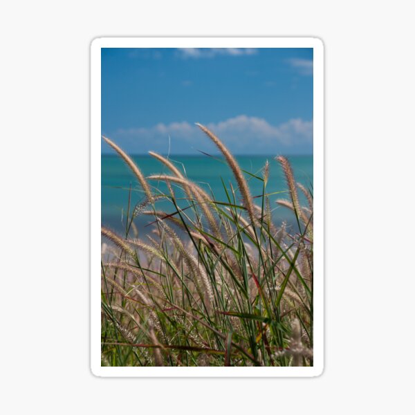 "Flowing Reeds In The Breeze at the Beach with a Sea Background ...
