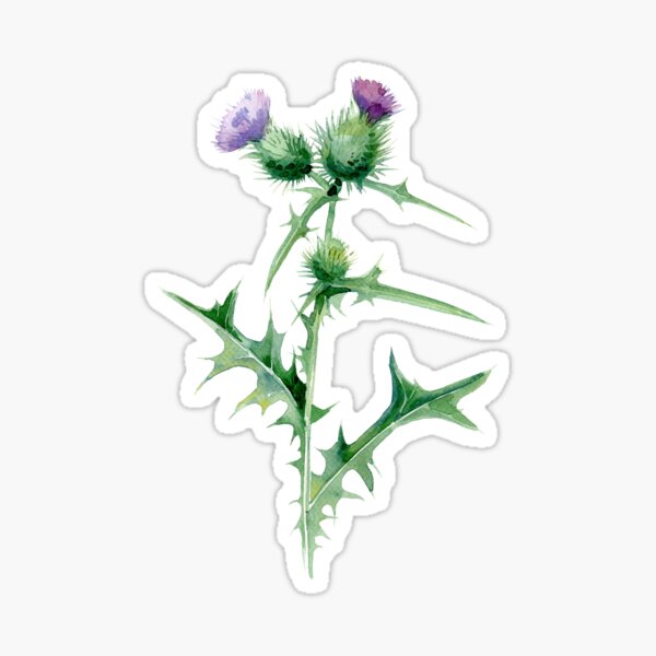 "Watercolor thistle illustration " Sticker for Sale by TatianaKa ...