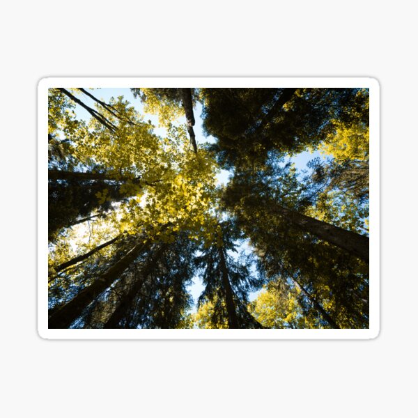 "Canopy of Tall Trees" Sticker for Sale by littlepines | Redbubble