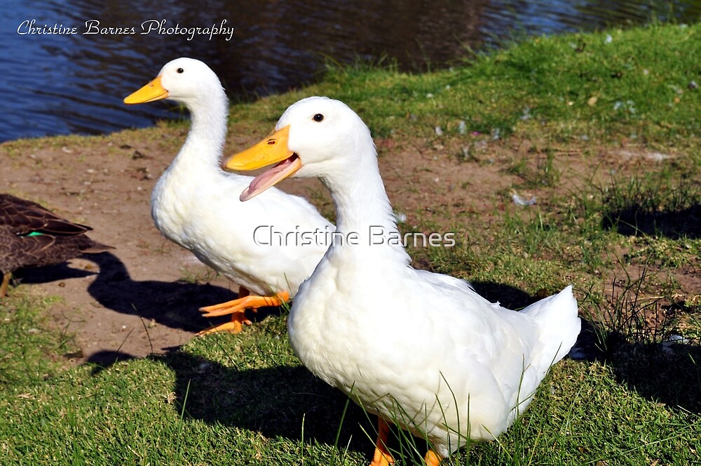"Laughing Duck" by Christine Barnes | Redbubble