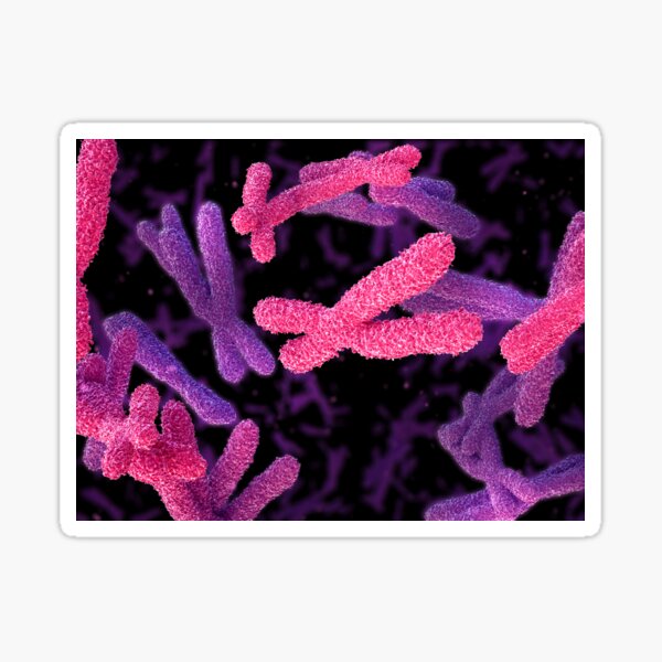 "Chromosome" Sticker by MDeAngelis | Redbubble