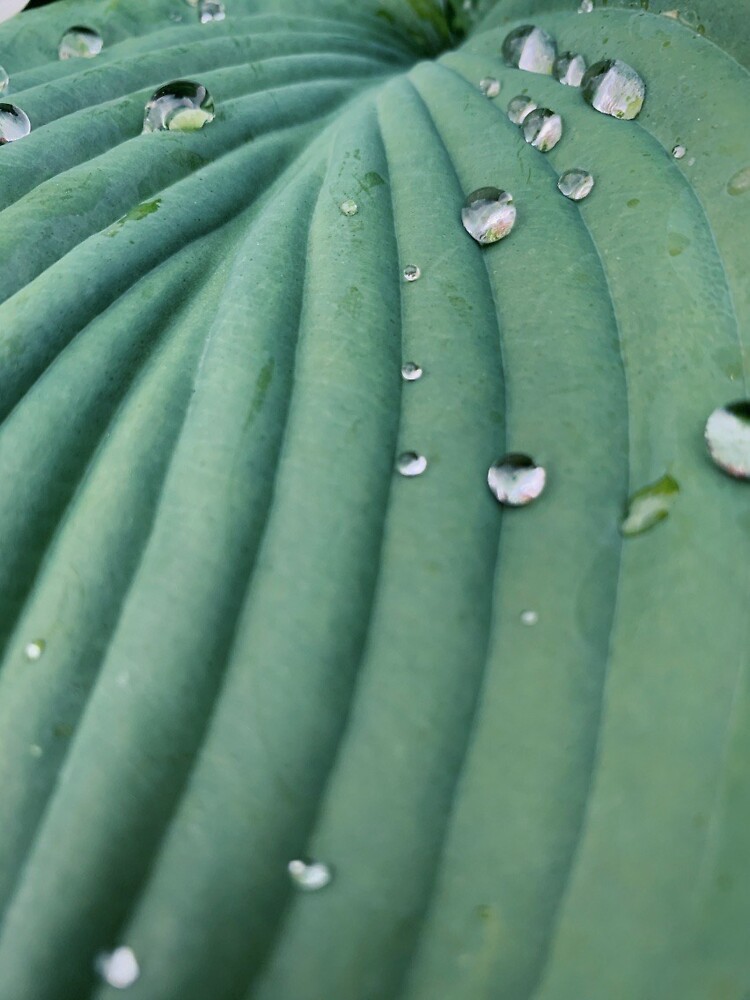 "hosta leaf" Sticker by KelseyMcLane | Redbubble