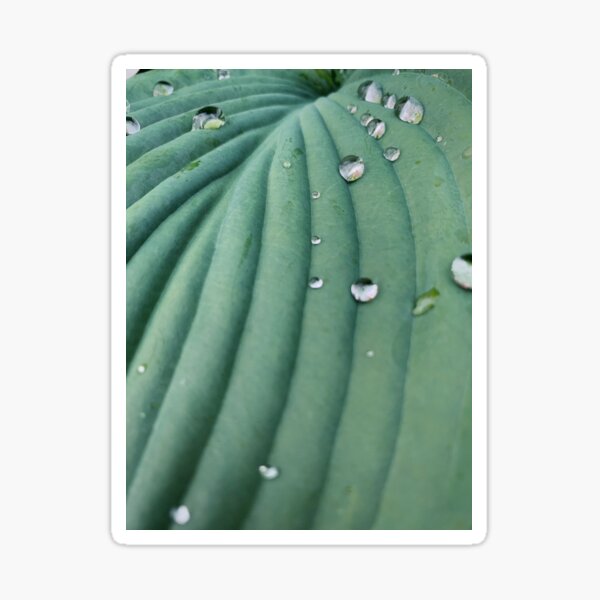 "hosta leaf" Sticker by KelseyMcLane | Redbubble