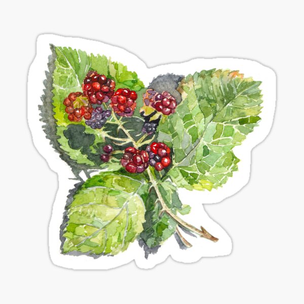 "BlackBerry" Sticker for Sale by SVETLANA ZOLOTAREVA | Redbubble
