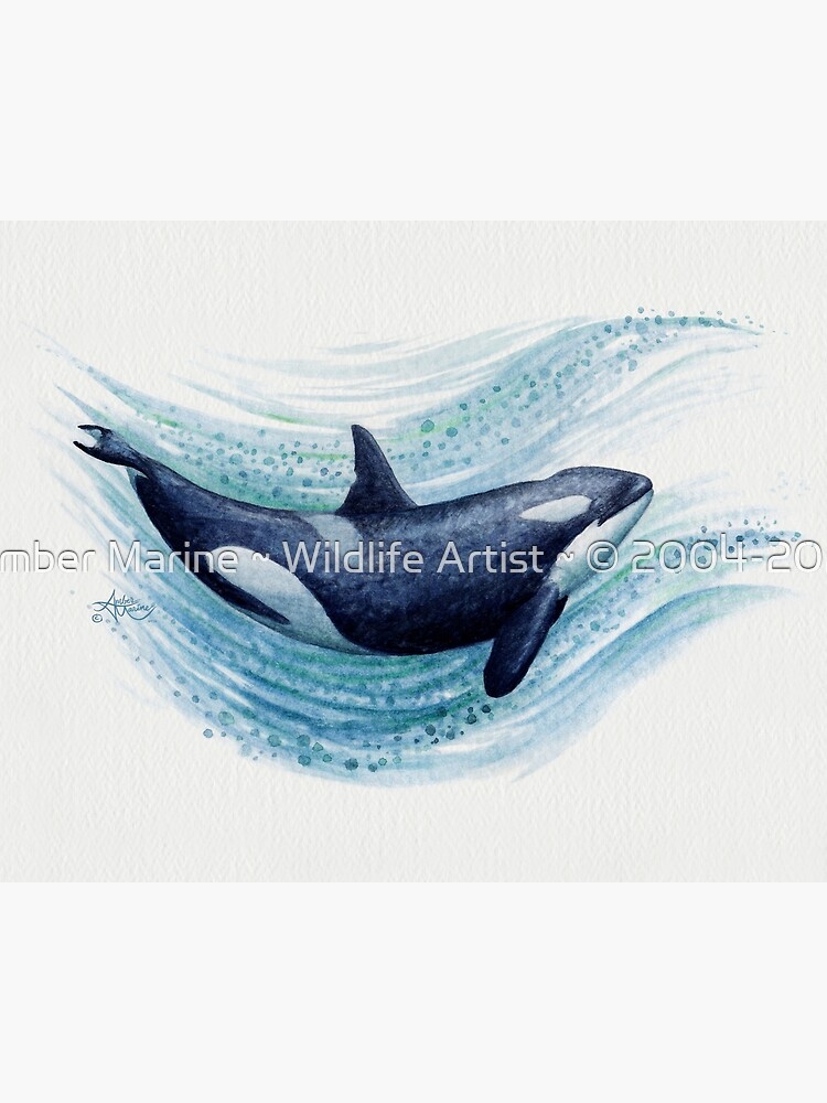 ""Orca Splash" by Amber Marine ~ watercolor killer whale painting, art ...