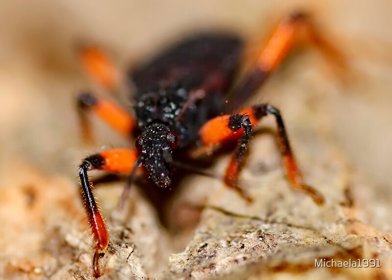 "Red Spotted Assassin Bug" by Michaela1991 | Redbubble