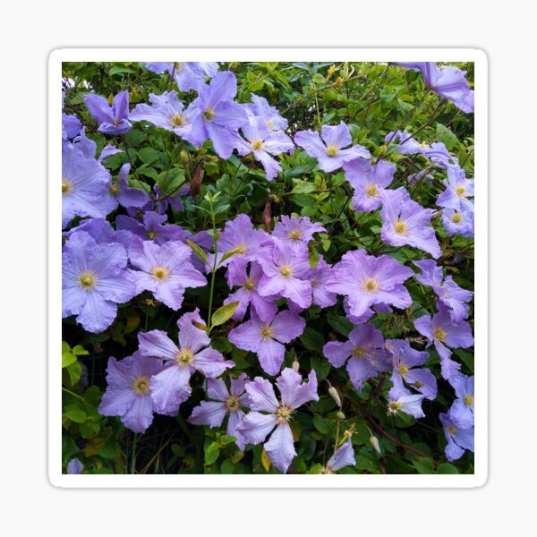 "CLEMATIS" Sticker for Sale by DebbieThompson | Redbubble