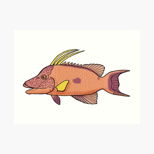 Hogfish Art Prints | Redbubble