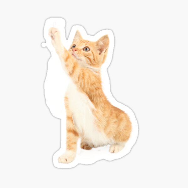 "Cat Jumping, Orange Tabby Cat" Sticker for Sale by BarakJohanan ...