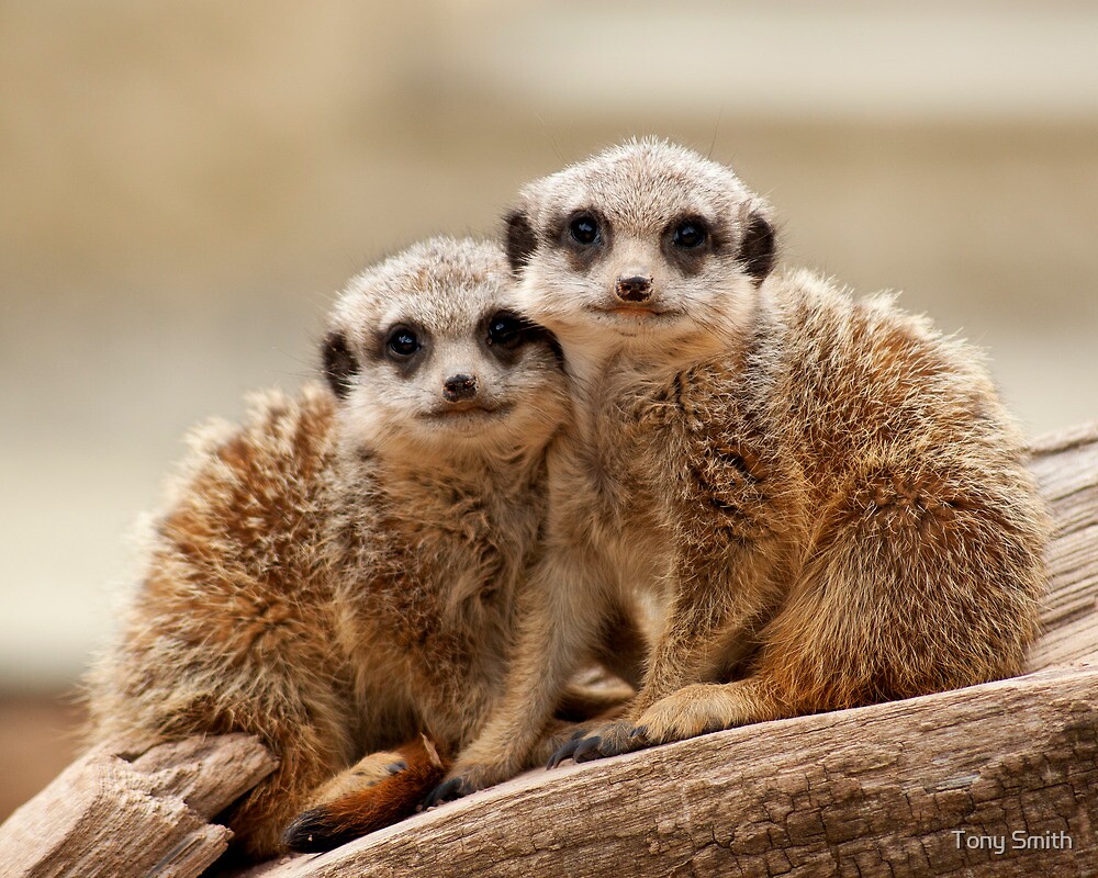 "Cute Meerkats" by Tony Smith | Redbubble