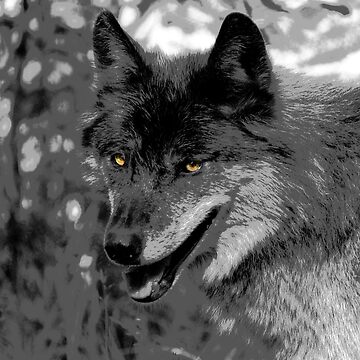 Alpha Male Wolf Wallpapers