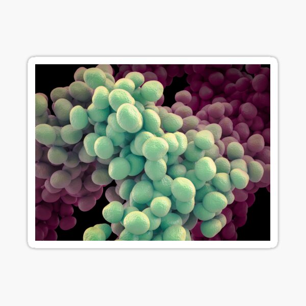 "Bacteria" Sticker by MDeAngelis | Redbubble