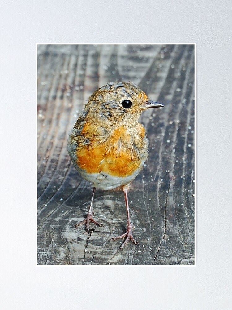 "Red Robin" Poster for Sale by Redrose100 | Redbubble