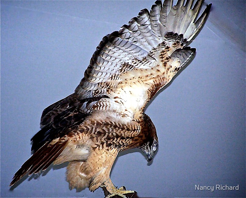 "Hawk shows his stuff in Bend, Oregon" by Nancy Richard | Redbubble