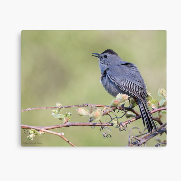 Catbird Gifts & Merchandise | Redbubble