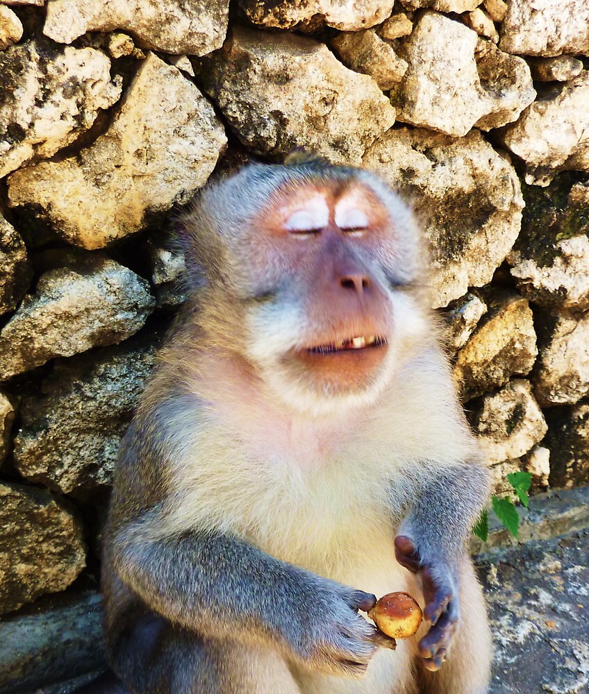 "Drunk Monkey" by Michael Colarossi | Redbubble