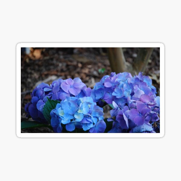 "Hydrangeas" Sticker for Sale by AngD68pics | Redbubble