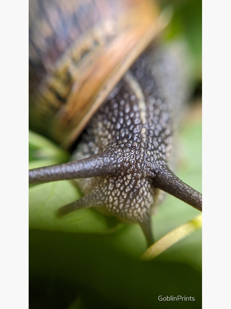 "Snail portrait" Sticker for Sale by GoblinPrints | Redbubble