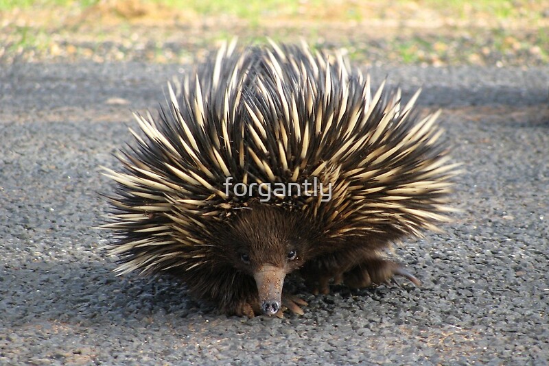 "Angry Echidna " by forgantly | Redbubble