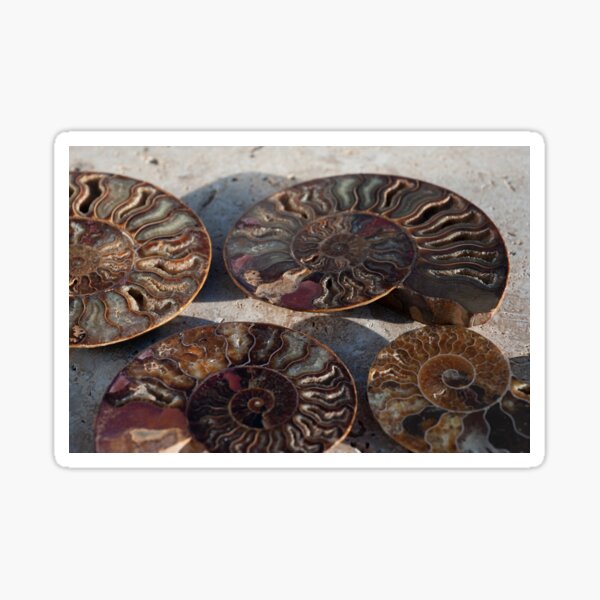 "Ammonite Fossils" Sticker for Sale by ElenaRay | Redbubble