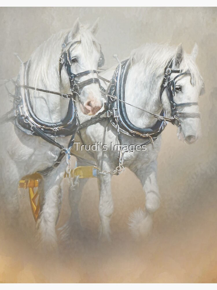 "Percheron" Sticker by PicsByT | Redbubble