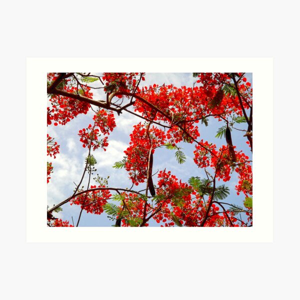 Flamboyant Tree Wall Art | Redbubble