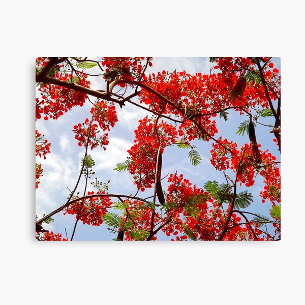 Flamboyant Tree Wall Art | Redbubble
