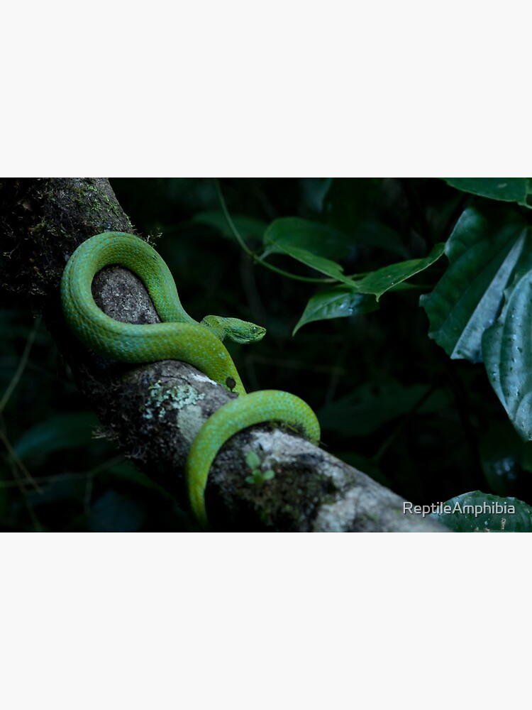 "Emerald palm viper " Sticker for Sale by ReptileAmphibia | Redbubble