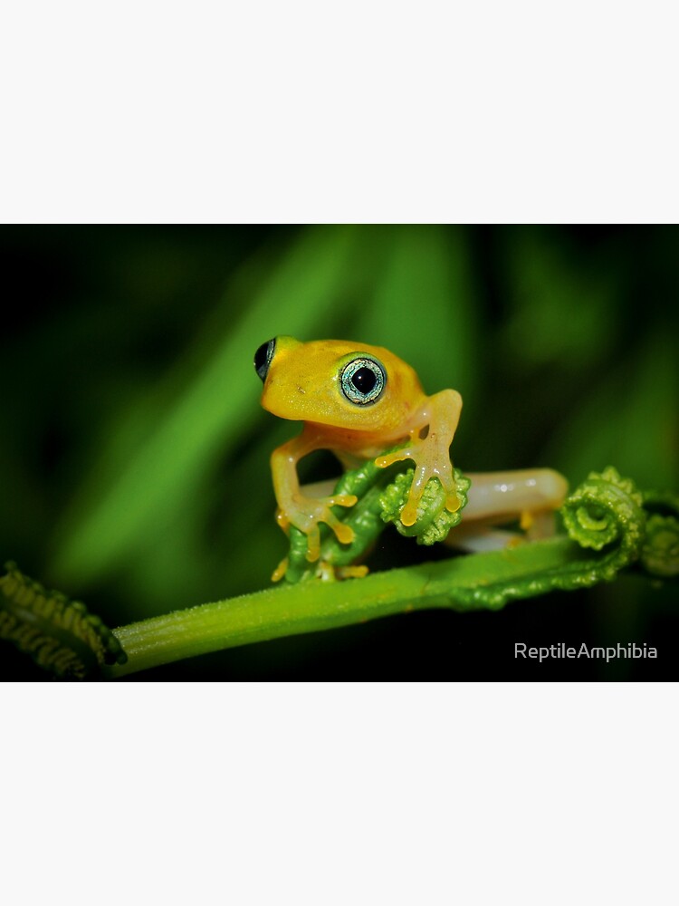 "Madagascar Yellow Reed Frog" Poster by ReptileAmphibia | Redbubble