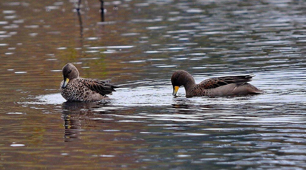 "Patos silvestres......Lago Villarrica - Pucòn - Chile." by cieloverde ...