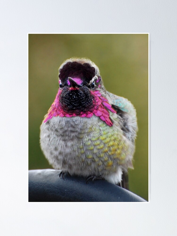 "Spike" Poster by KarDanCreations | Redbubble