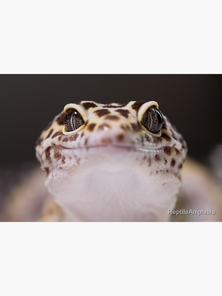 "Leopard Gecko" Poster by ReptileAmphibia | Redbubble
