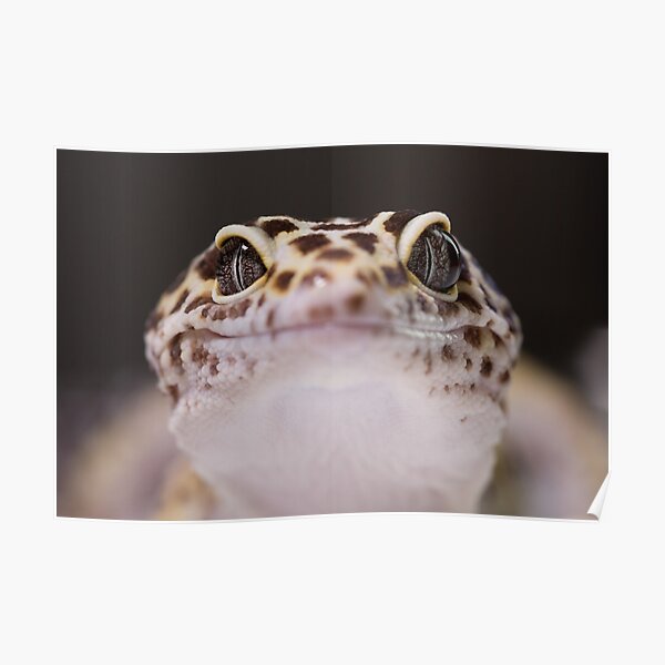"Leopard Gecko" Poster by ReptileAmphibia | Redbubble