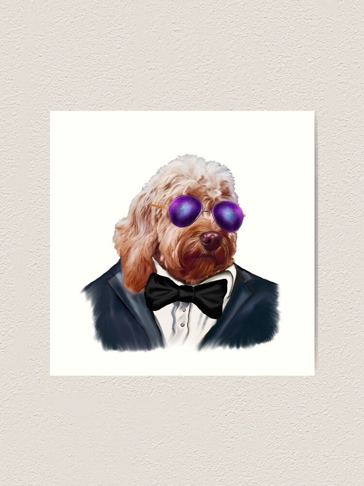 "Cavapoo Daddy Cool ! Cute Cavapoo Cavoodle puppy dog Face with ...