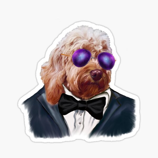 "Cavapoo Daddy Cool ! Cute Cavapoo Cavoodle puppy dog Face with ...