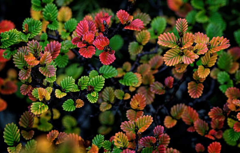 "The Jelly Bean Theory" by Robert Mullner | Redbubble