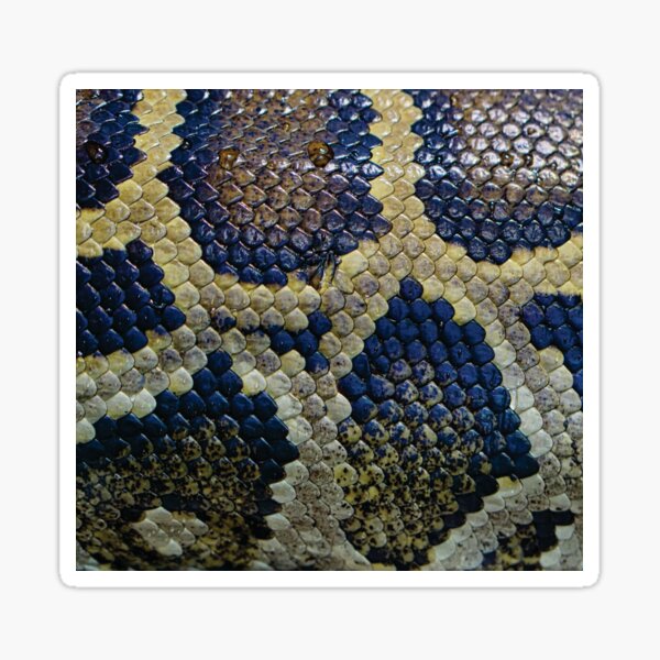 "Snake Skin" Sticker for Sale by designs89 | Redbubble