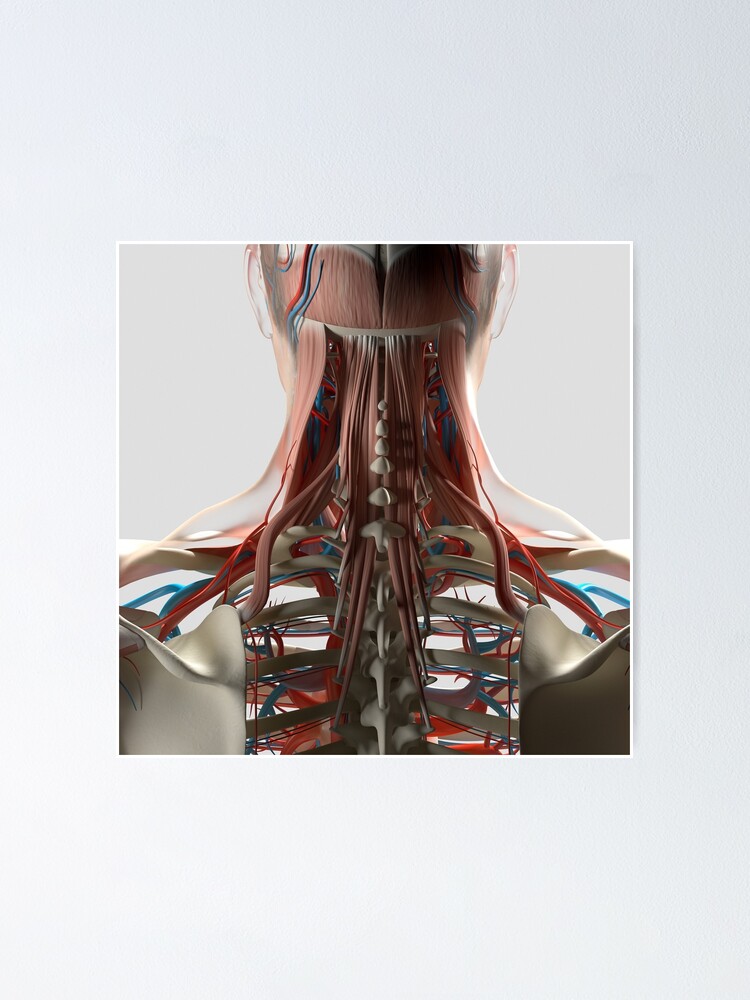 "Anatomy image of human neck" Poster by Anatomy-Image | Redbubble