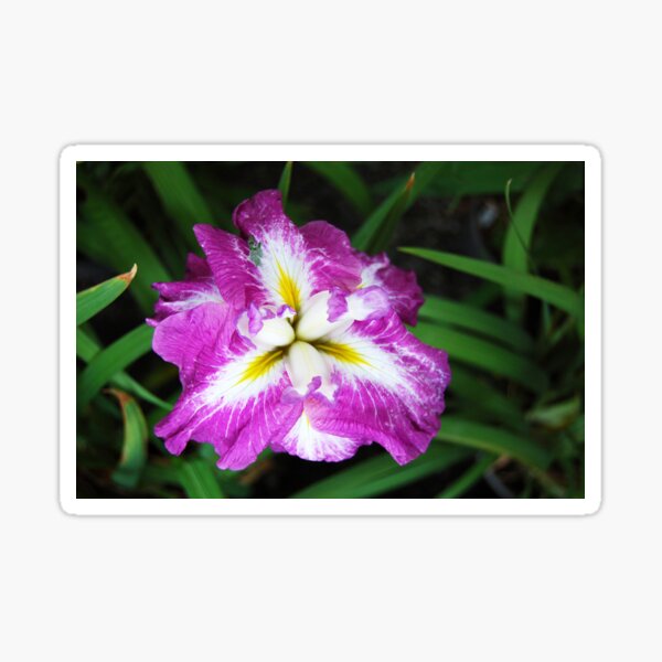 "Splendor" Sticker for Sale by WaterGardens | Redbubble