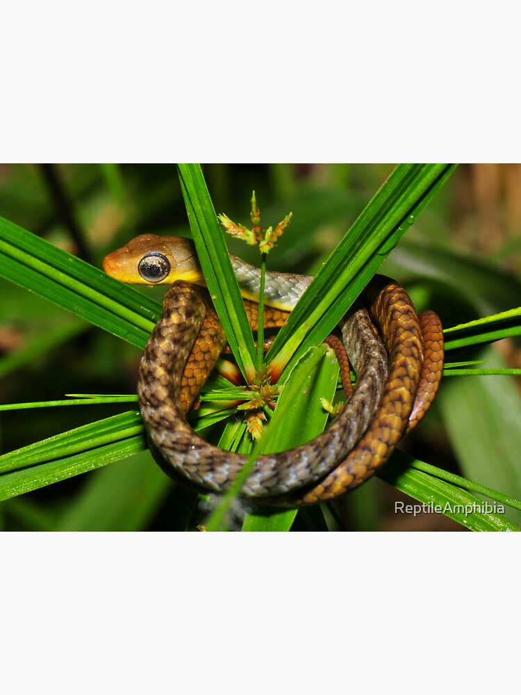 "Brown Sipo" Sticker for Sale by ReptileAmphibia | Redbubble