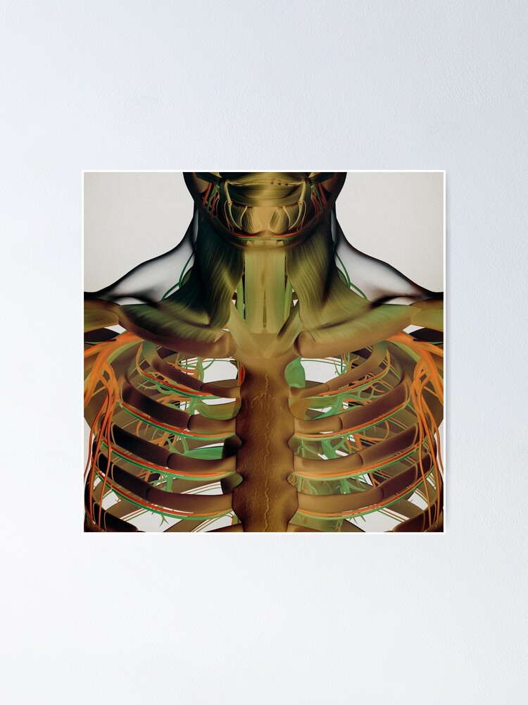 "Anatomy illustration of human torso" Poster by Anatomy-Image | Redbubble