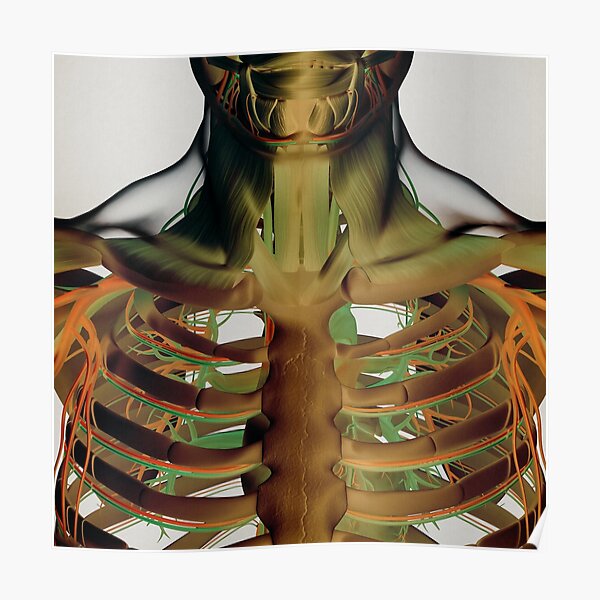 "Anatomy illustration of human torso" Poster by Anatomy-Image | Redbubble