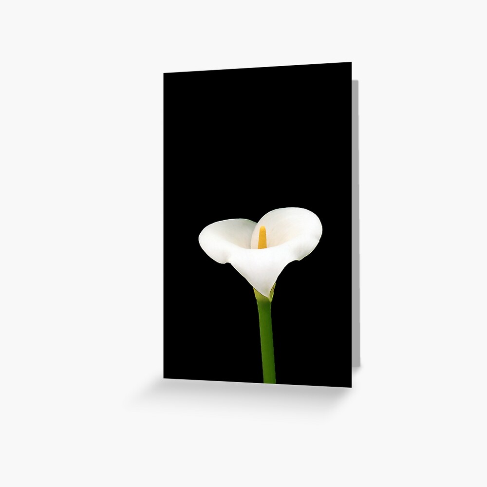 "Calla Lily" Greeting Card for Sale by Lynn1950 | Redbubble