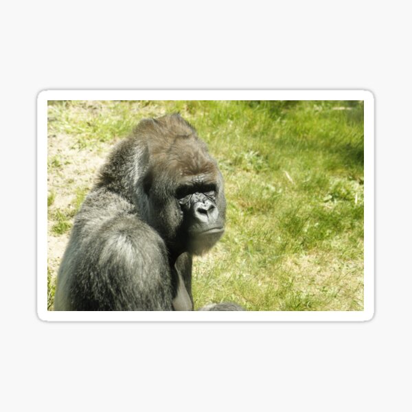 Bokito Gifts & Merchandise | Redbubble