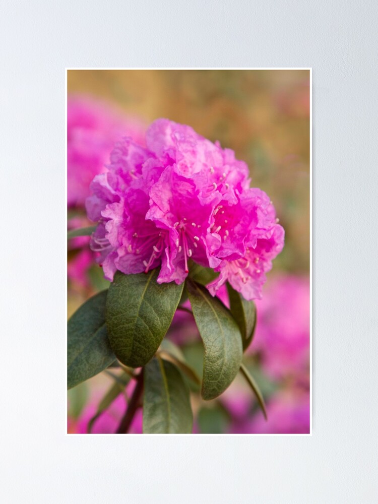 "Gracious Pose" Poster by marilyncornwell | Redbubble