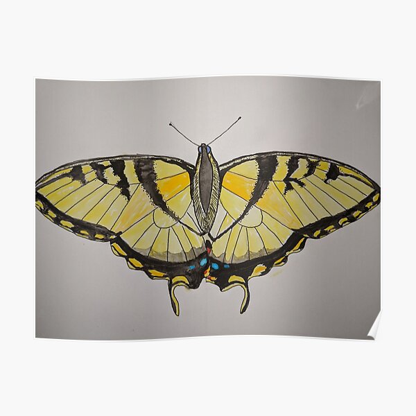 "Tiger Swallowtail Field Drawing" Poster by JaimeWinchester | Redbubble
