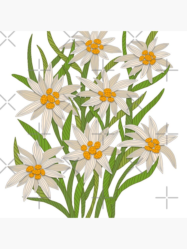 "Edelweiss" Pin for Sale by artlovepassion | Redbubble