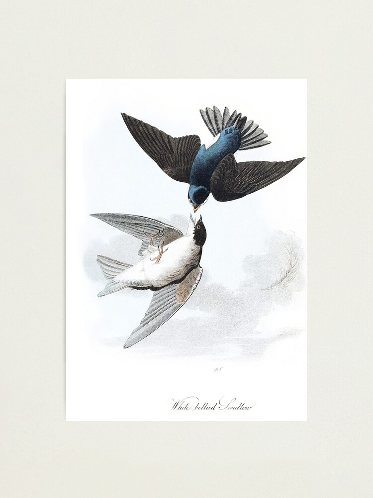 "White Bellied Swallow - antique nature bookplate/book page - victorian ...