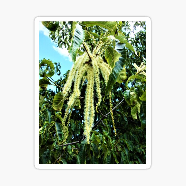 "Endangered American Chestnut" Sticker for Sale by CJGrimes | Redbubble